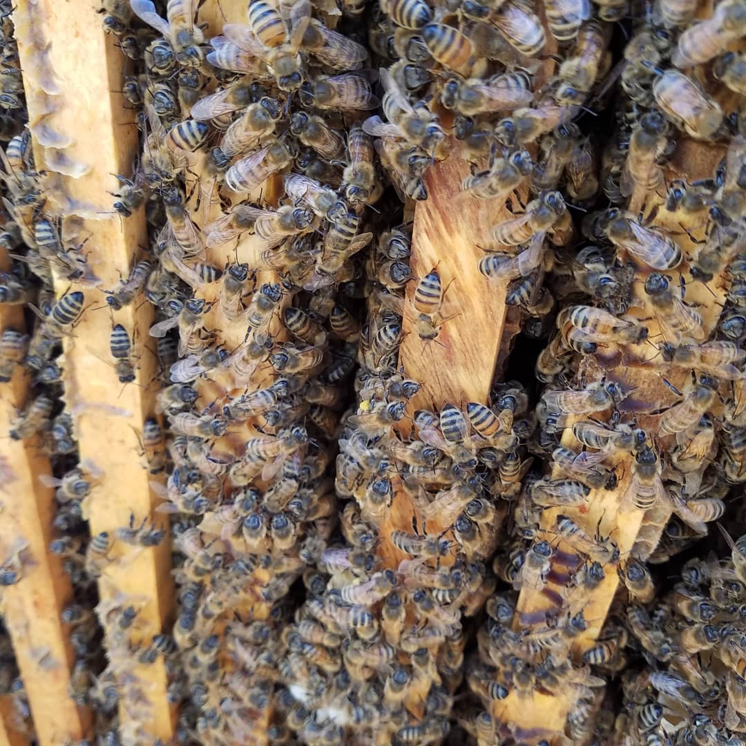 Cree's Bees Apiaries | Raw Honey | Northern Bred Queen's and Nucs