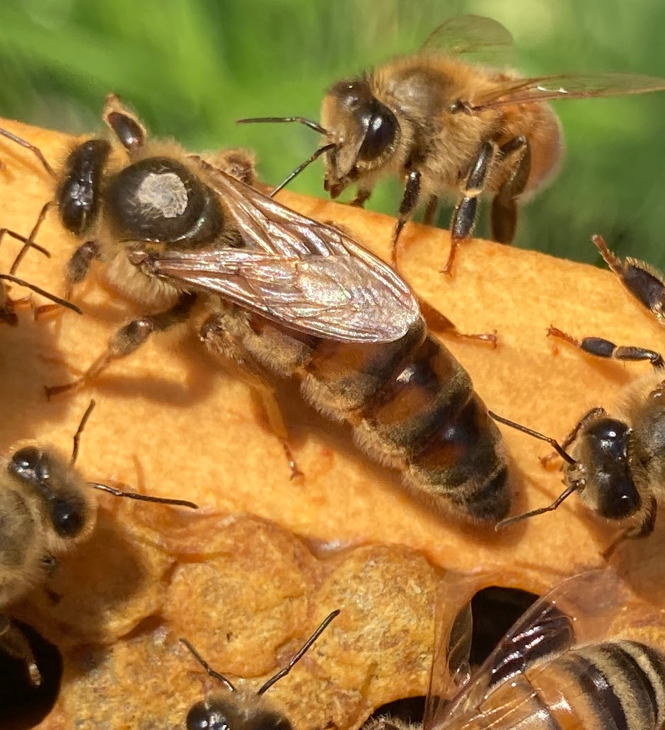 Cree's Bees Apiaries | Raw Honey | Northern Bred Queen's and Nucs
